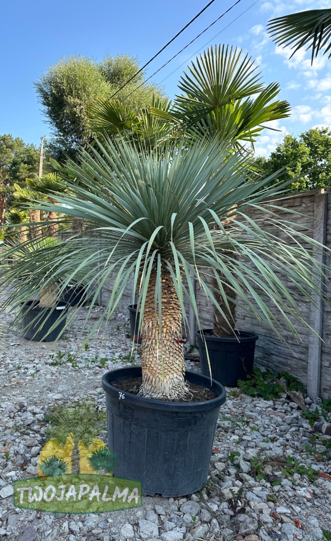 Yucca Rostrata wys.pnia: 80cm, wys. całkowita z donicą: 210cm > TW
